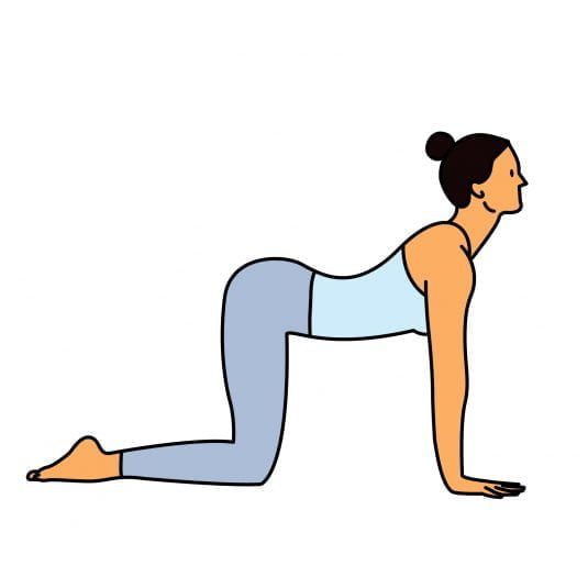 Biḍalāsana, a Postura do Gato (Báscula Pélvica) - Yoga.pro.br
